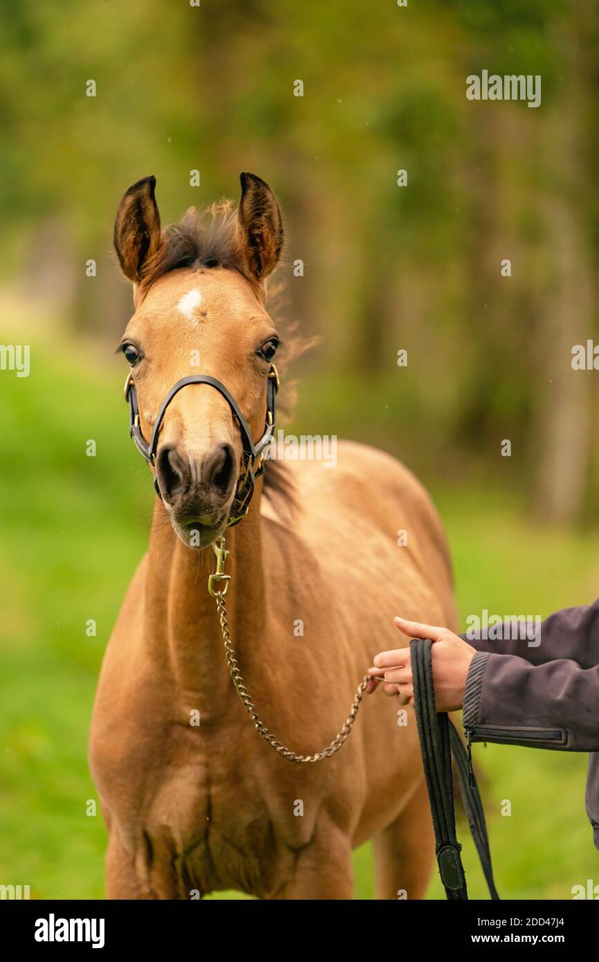 Buckskin woods hi-res stock photography and images - Alamy