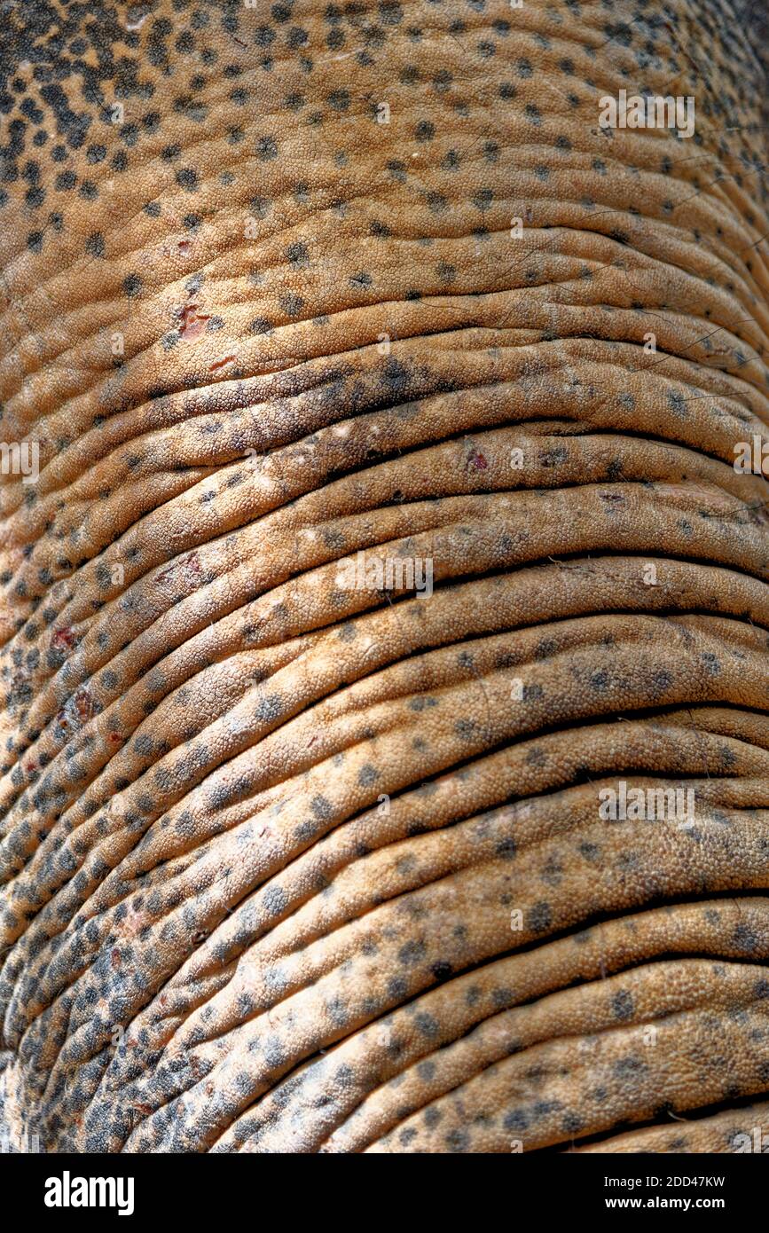Abstract textured background of close up detail of an Asian elephant ...