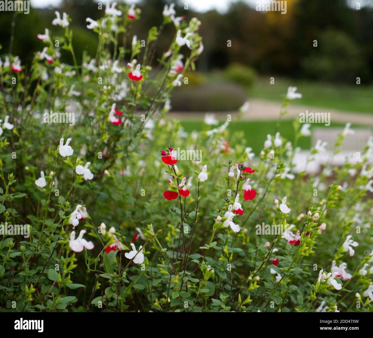 Lympstone Manor Luxury Hotel, Devon, UK. Michelin Star Restaurant. Chef ...