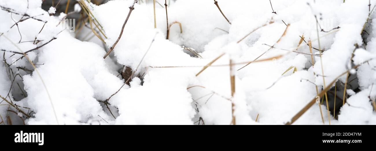 snow covered plant grass in a snowy winter forest or Park Stock Photo ...