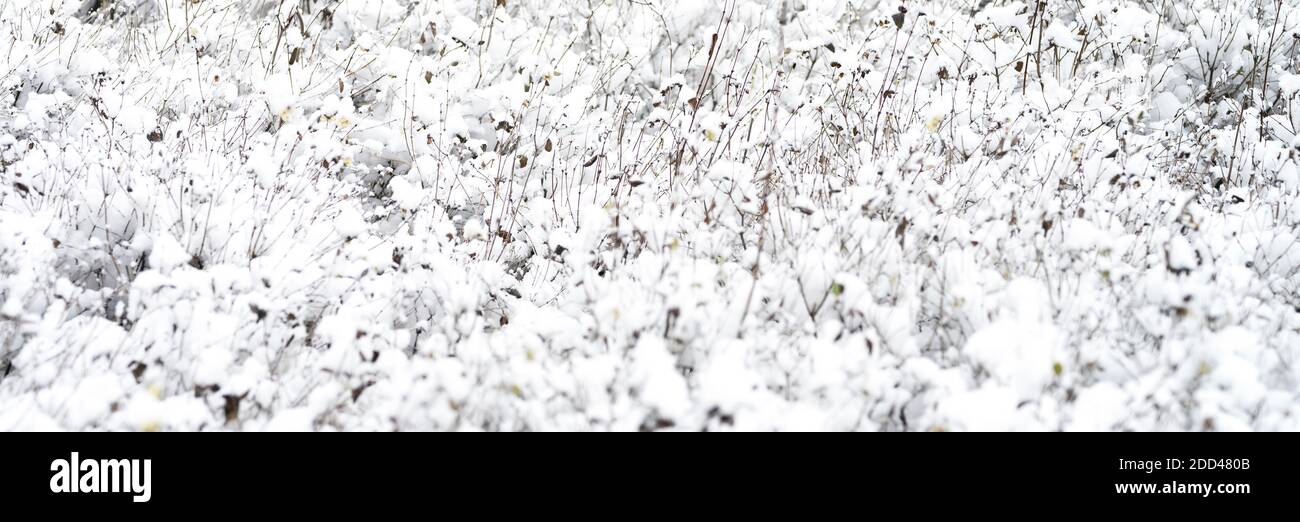 snow covered plant bushes in a snowy winter forest or Park Stock Photo ...