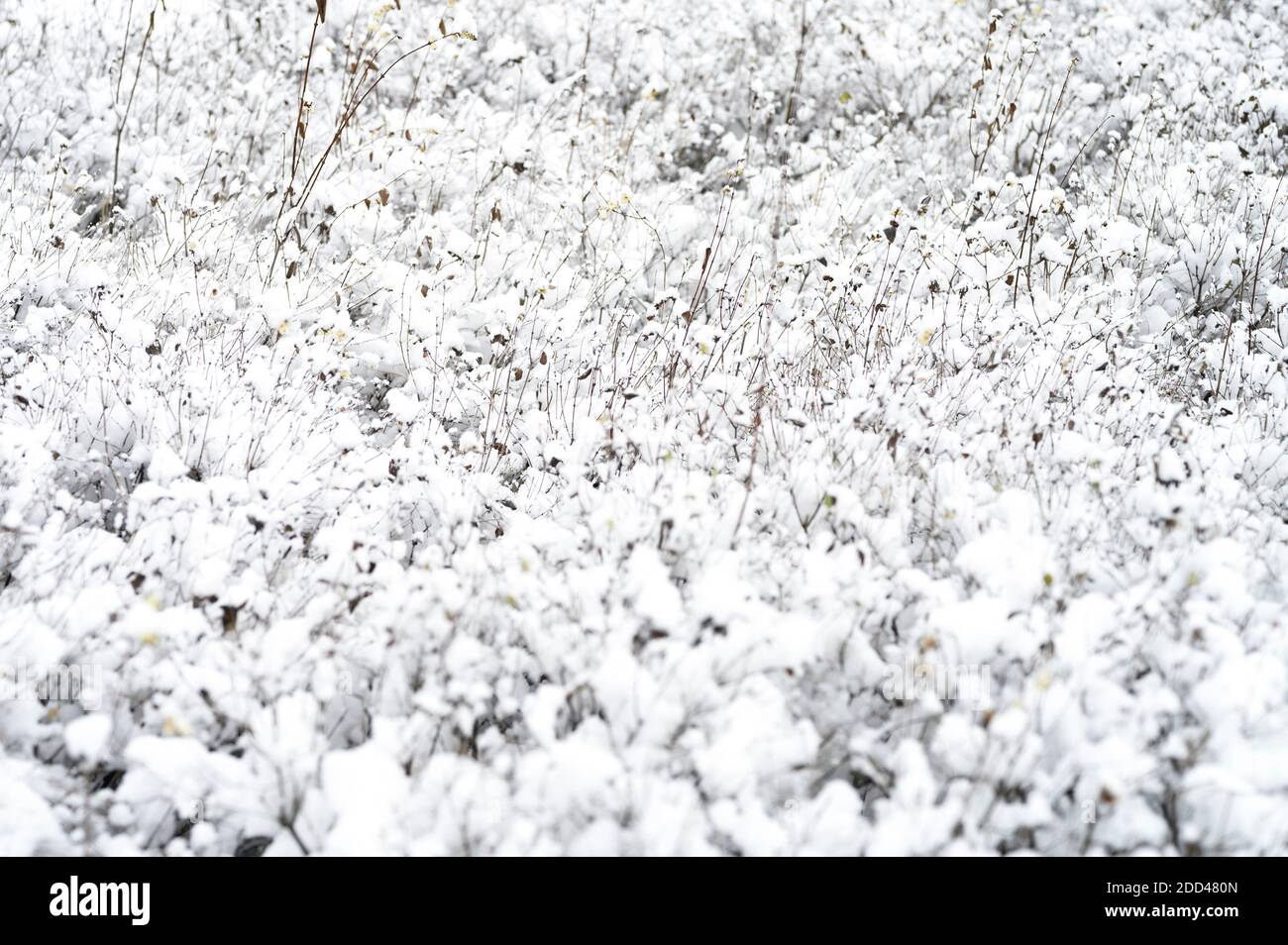 snow covered plant bushes in a snowy winter forest or Park Stock Photo ...
