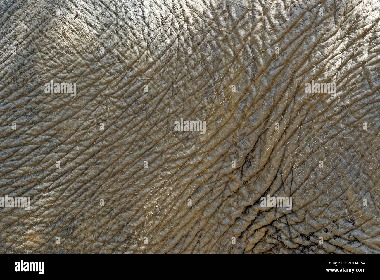 Abstract textured background of close up detail of an Asian elephant ...