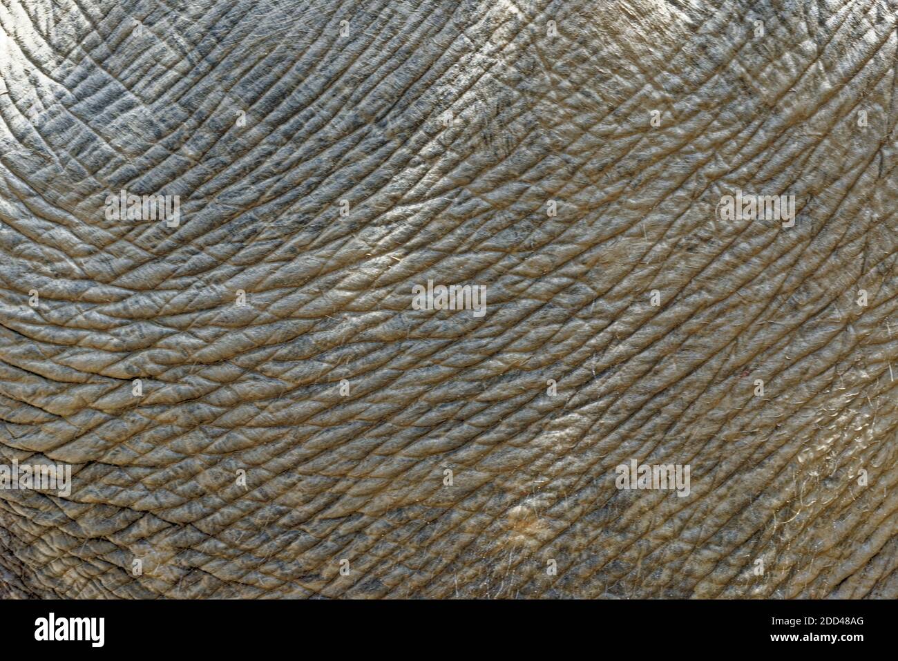 Abstract textured background of close up detail of an Asian elephant ...