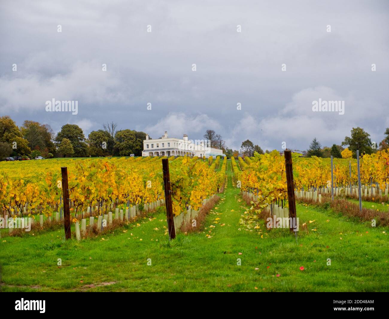 Lympstone manor vineyard hi-res stock photography and images - Alamy