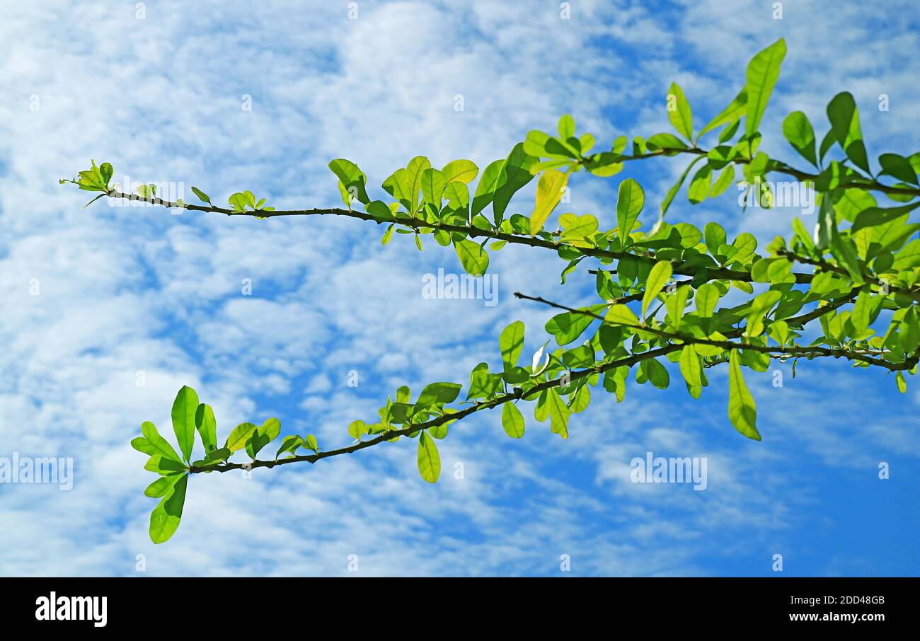 Tree branch with vibrant green leaves against sunny sky Stock Photo - Alamy