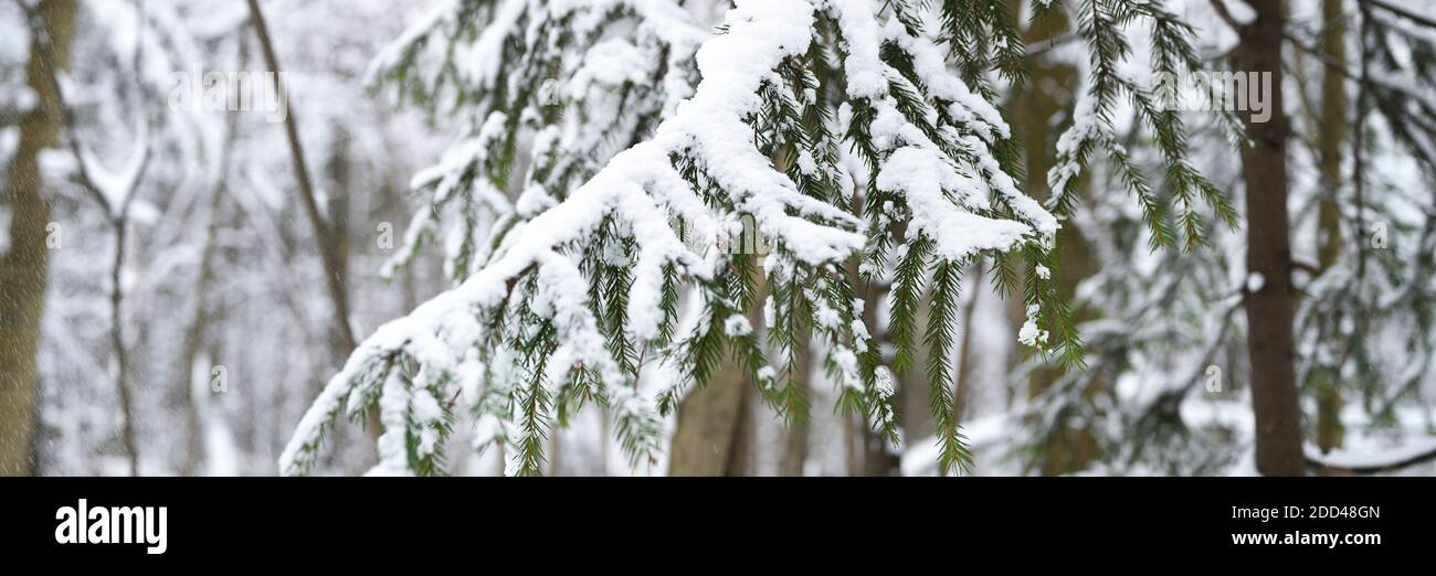 the spruce branch of the christmas tree is covered with snow in the ...
