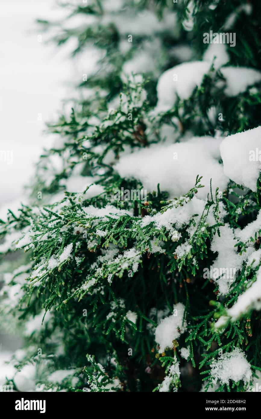 Pine tree covered in snow. Christmas outdoor nature. Beautiful outdoors ...