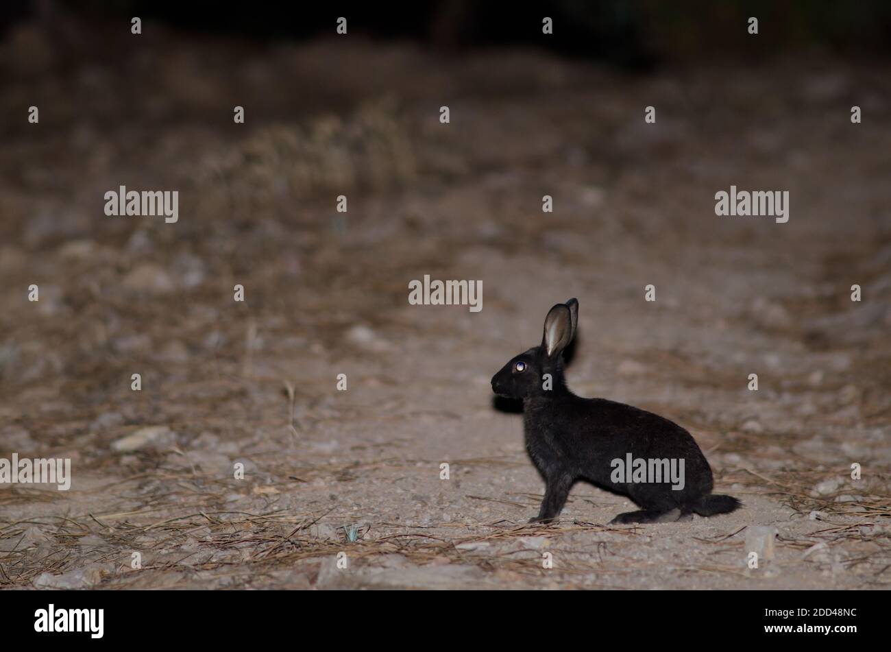 Melanistic European rabbit Oryctolagus cuniculus. Integral Natural ...