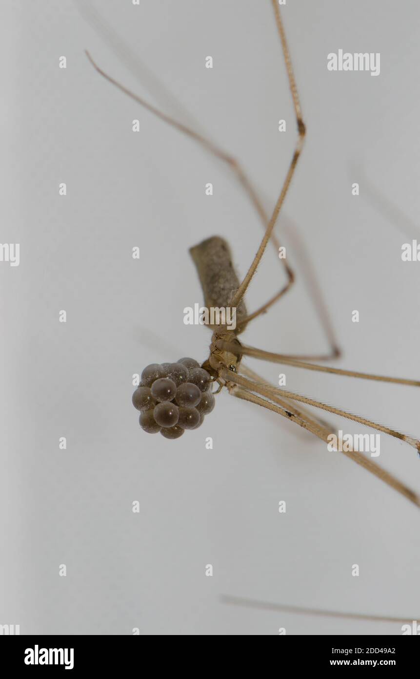 Daddy long-legs spider Pholcus phalangioides with her egg laying. Cruz ...