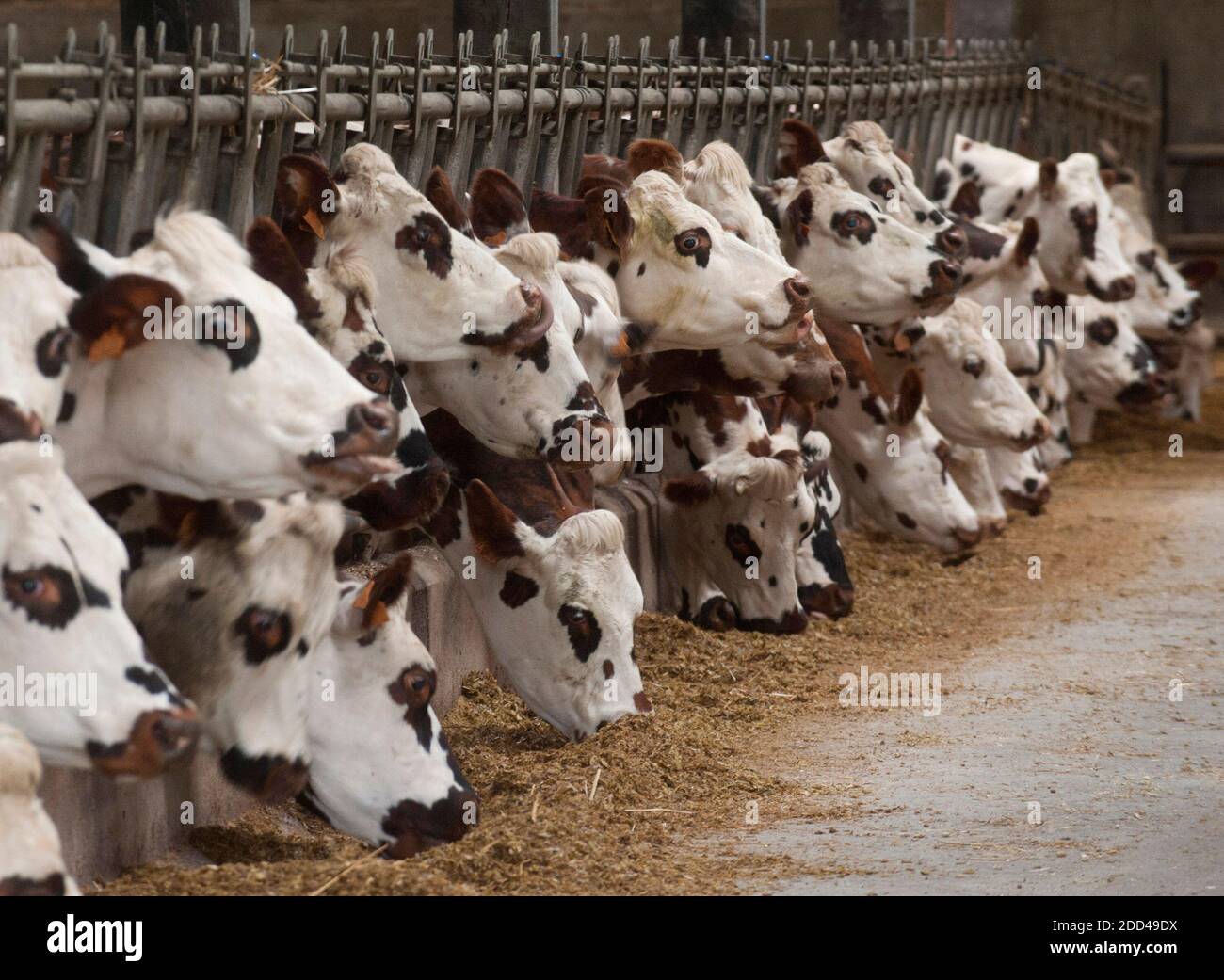 Plouguernevel (Brittany, north-western France): dairy cows, milk ...