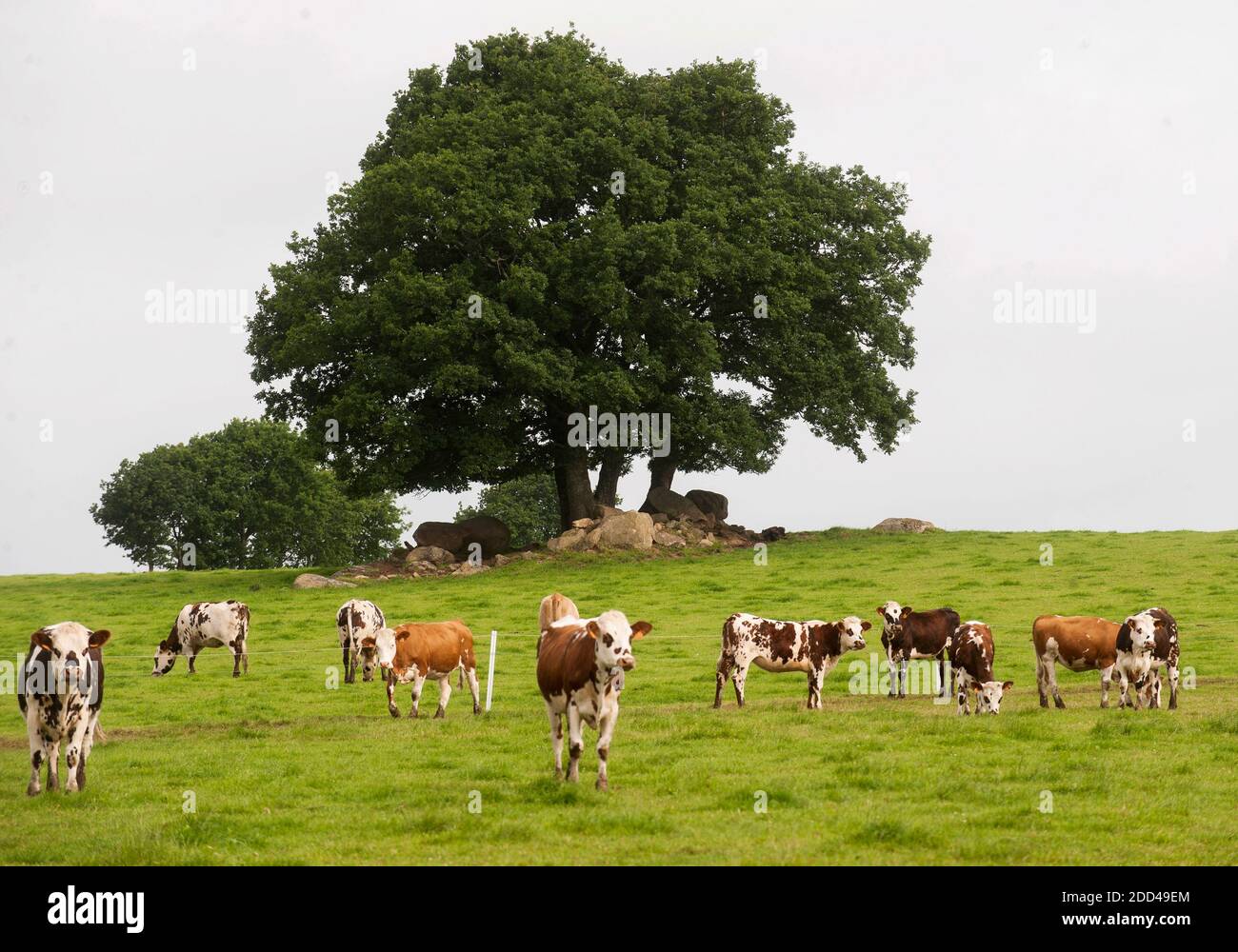 Plouguernevel (Brittany, north-western France): dairy cows, milk ...