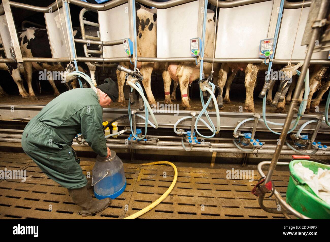 Bazouges-sous-Hede (Brittany, north-western France): cattle breeding ...