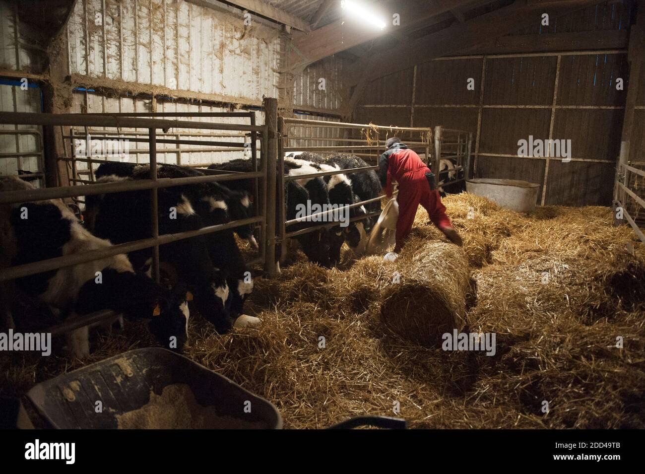 Bazouges-sous-Hede (Brittany, north-western France): cattle breeding ...