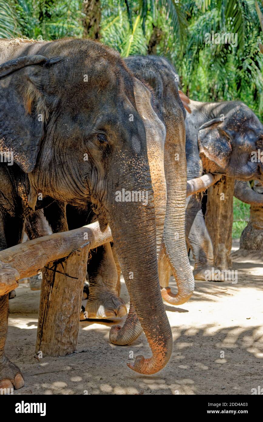 A day with elephants at Krabi Elephant House Sanctuary - Thailand ...