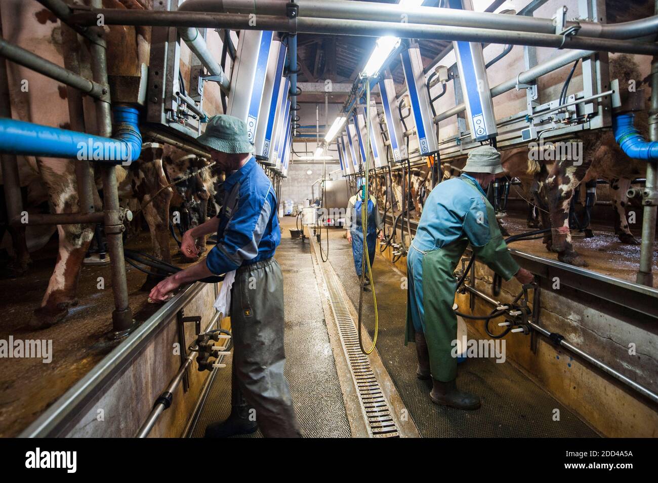 Plouguernevel (Brittany, north-western France): dairy cows, milk ...