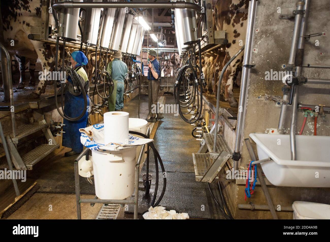 Plouguernevel (Brittany, north-western France): dairy cows, milk ...