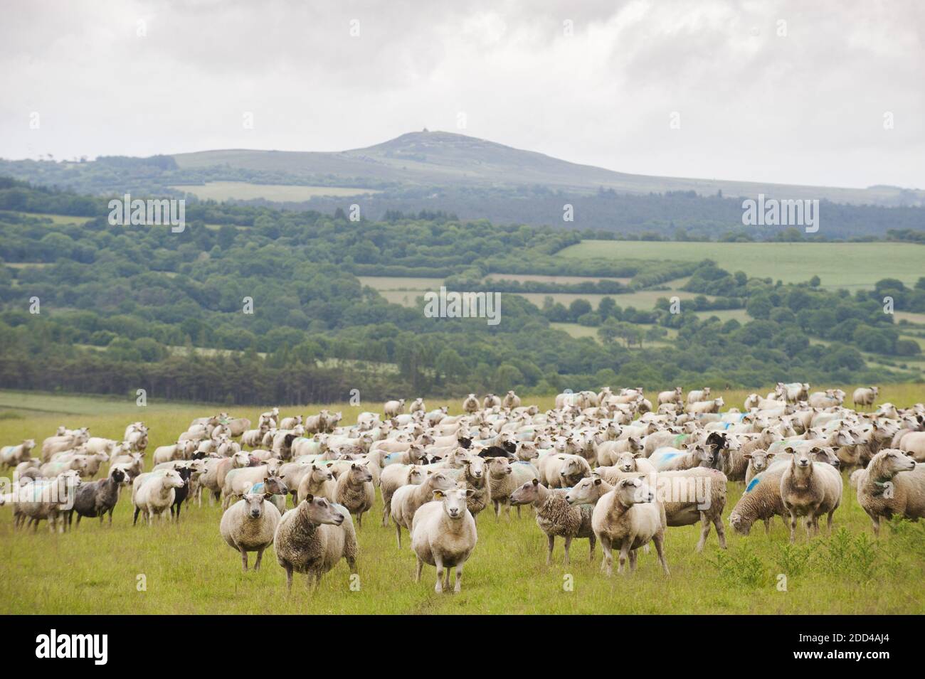 Extensive farming hi-res stock photography and images - Alamy