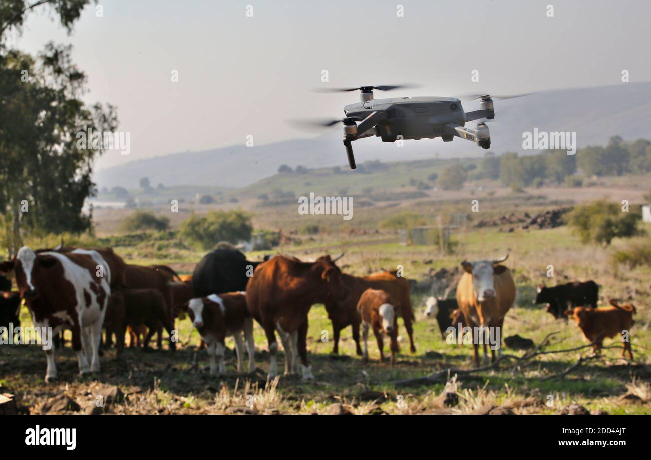 Israeli cattle hi-res stock photography and images - Alamy