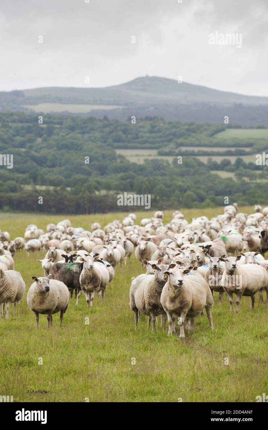 Extensive farming hi-res stock photography and images - Alamy