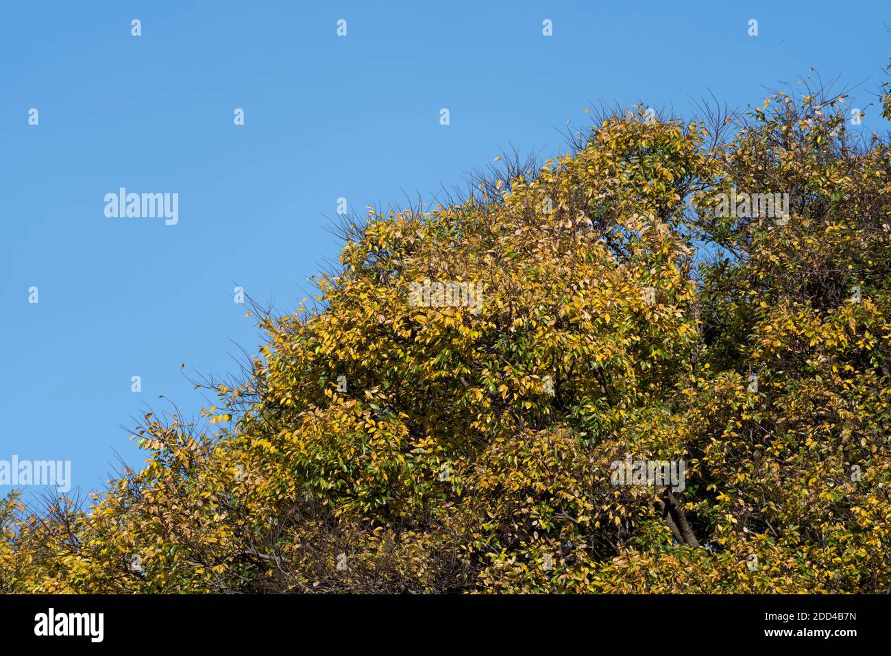 Japanese oak tree leaves quercus hi-res stock photography and images ...