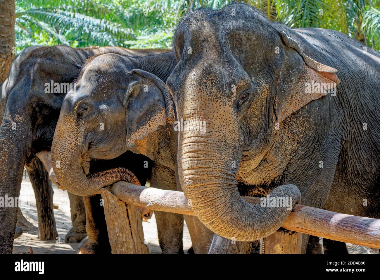 A day with elephants at Krabi Elephant House Sanctuary - Thailand ...