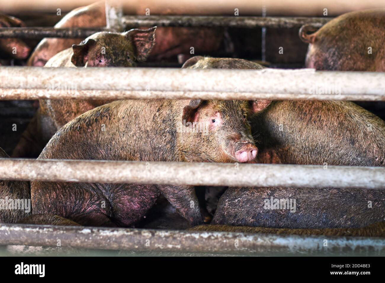 Pig farm. Close-up of a pig on a farm. Dirty Pigs in the dirty soil of ...