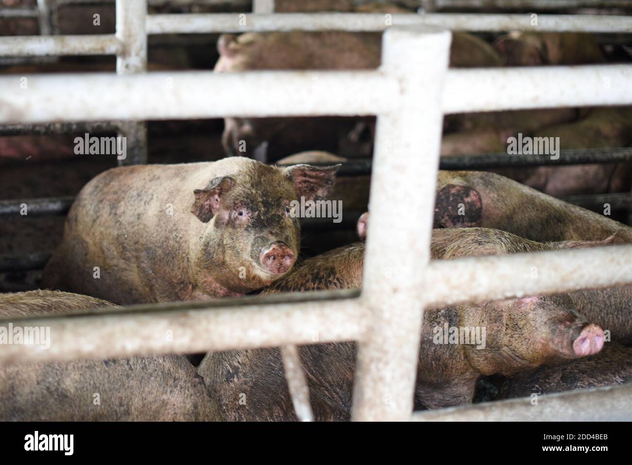 Dirty pigs hi-res stock photography and images - Alamy
