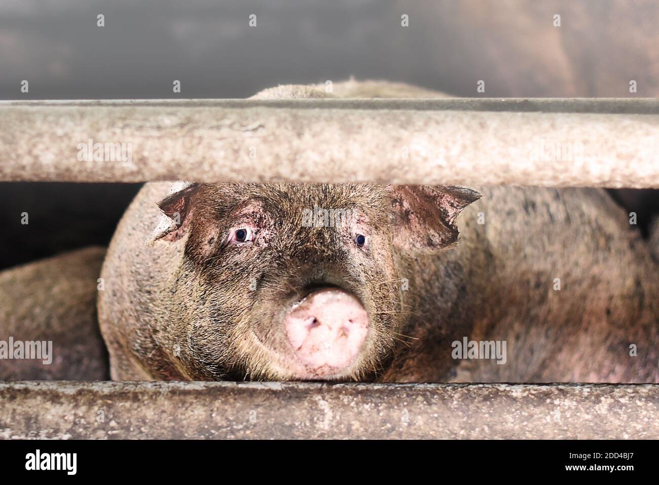 Pig farm. Close-up of a pig on a farm. Dirty Pigs in the dirty soil of ...