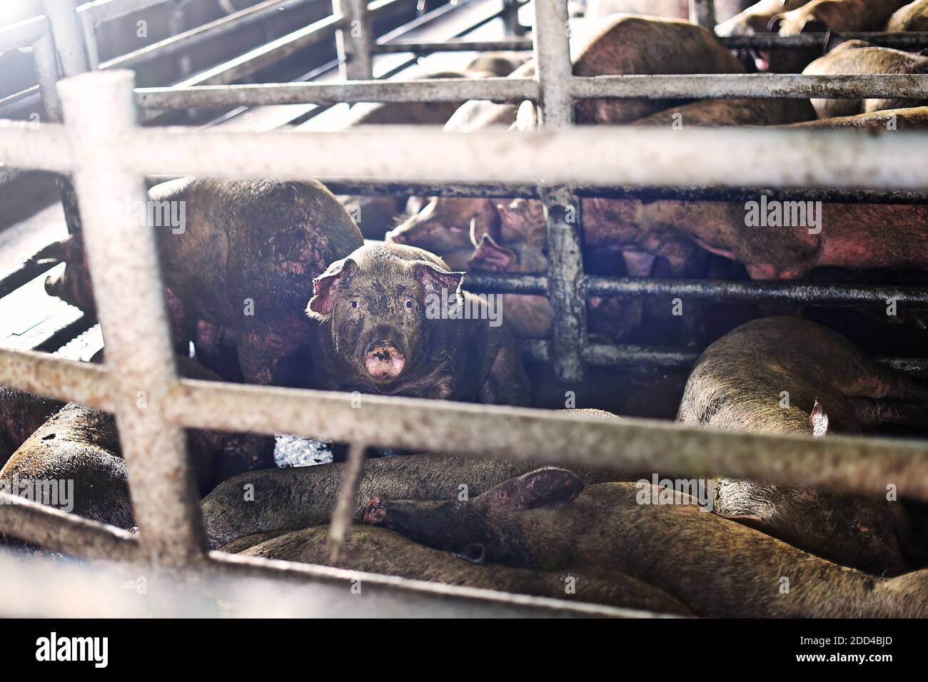 Pig farm. Close-up of a pig on a farm. Dirty Pigs in the dirty soil of ...