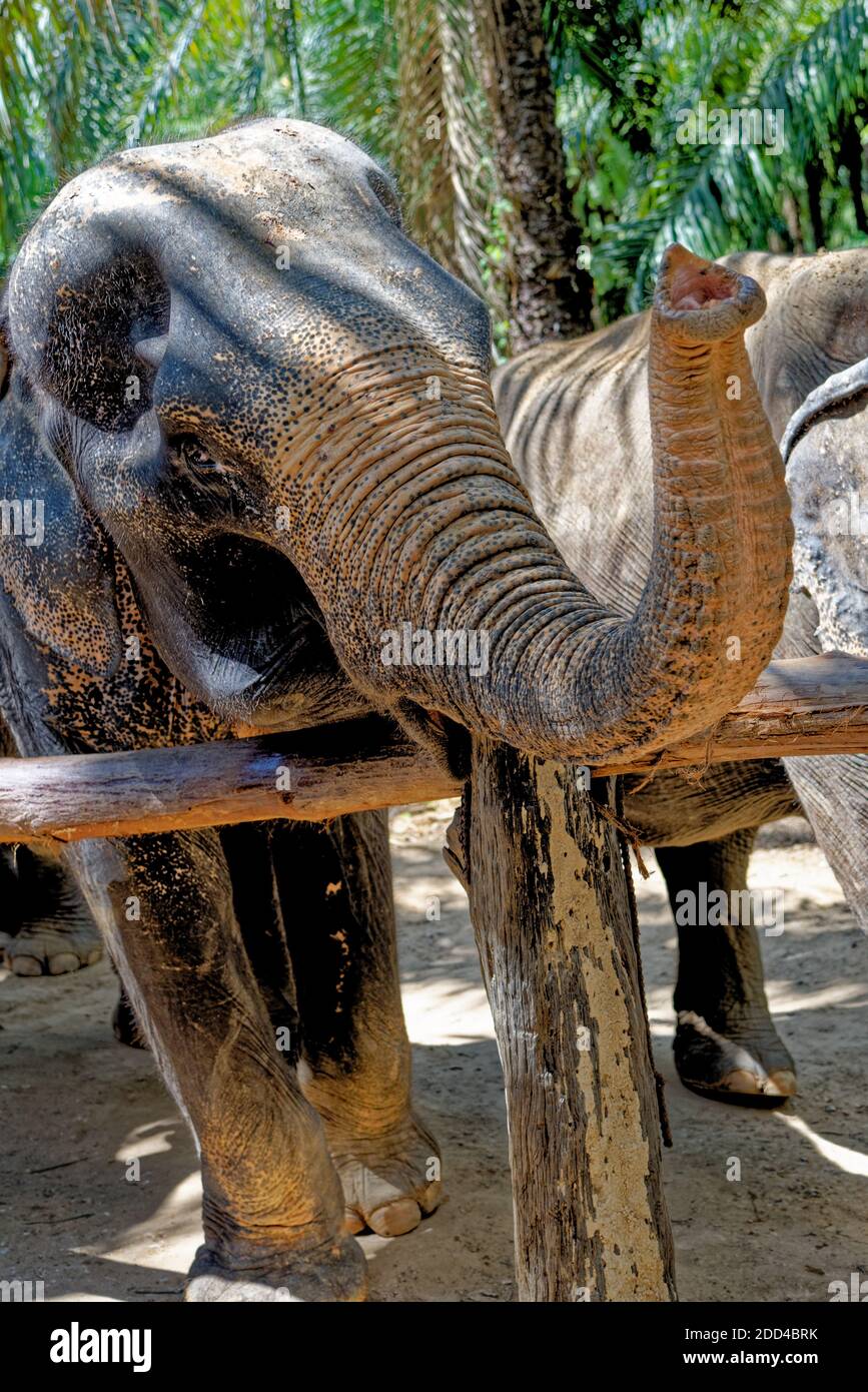 A day with elephants at Krabi Elephant House Sanctuary - Thailand ...