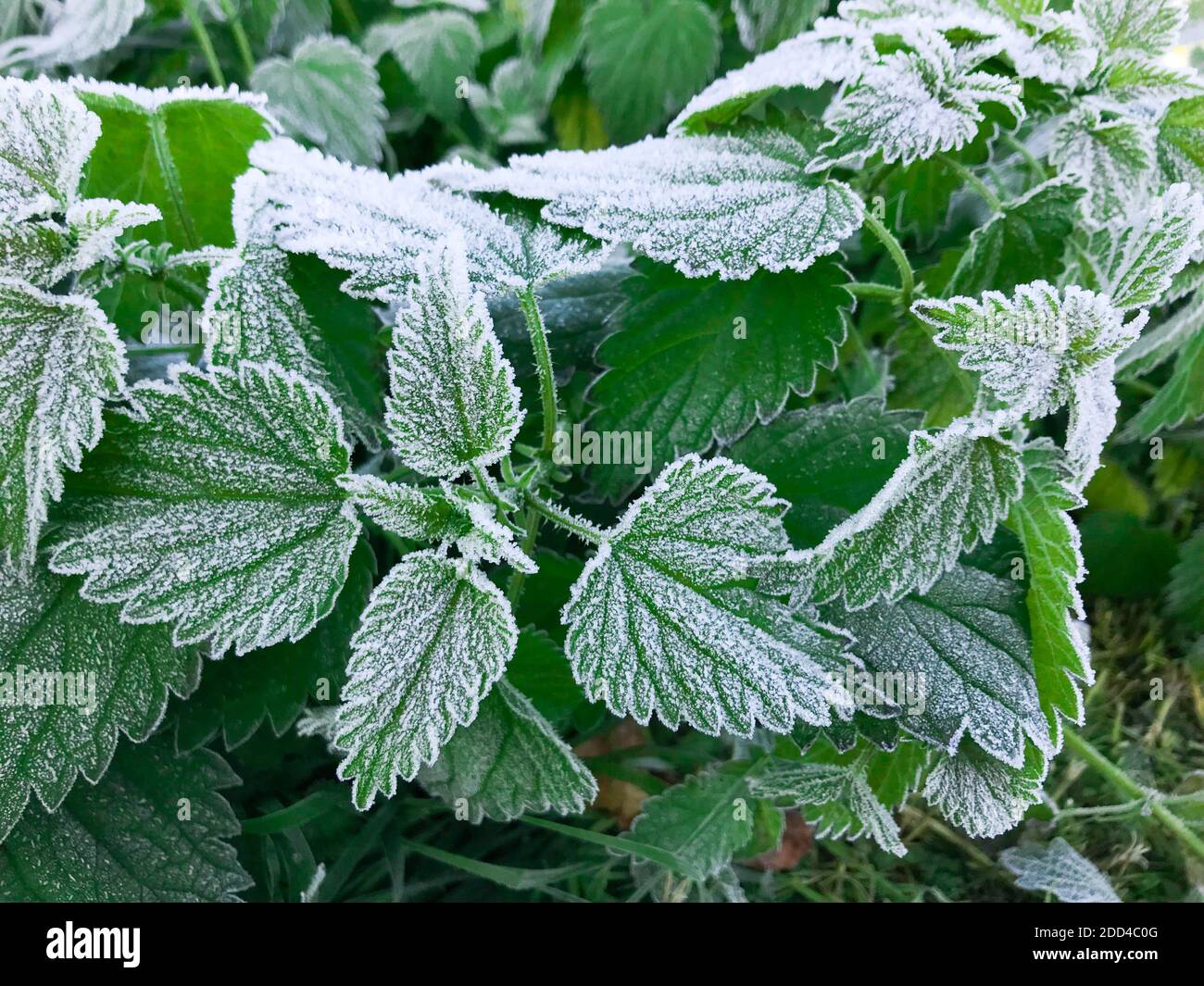 Frosted nettle leaves hi-res stock photography and images - Alamy
