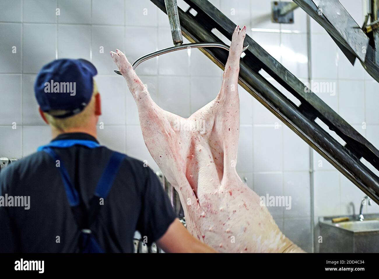 Pork carcasses are processed at the factory. Meat production. A place ...