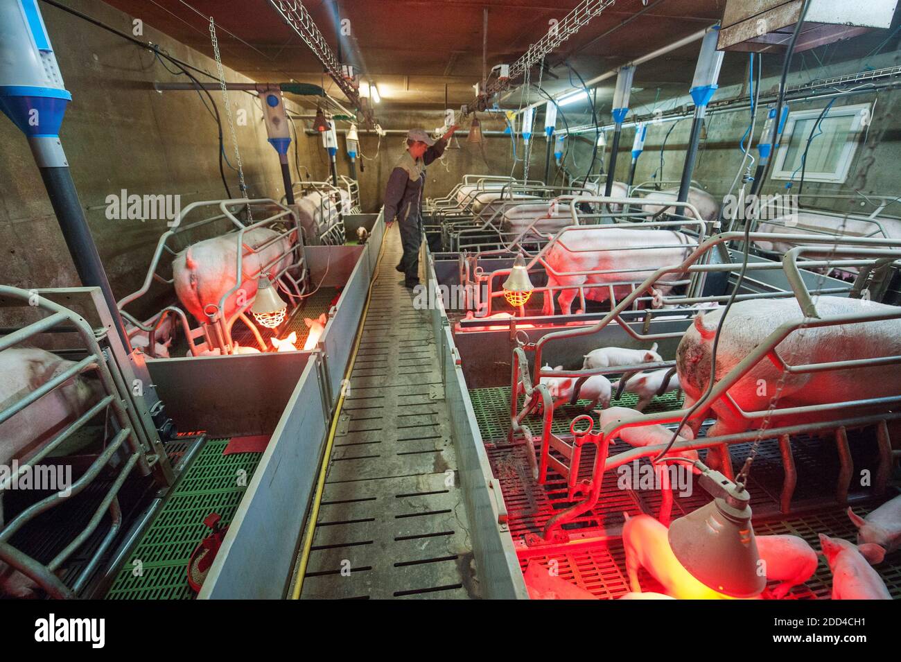 Plougonver (Brittany, north-western France): conventional pig ...