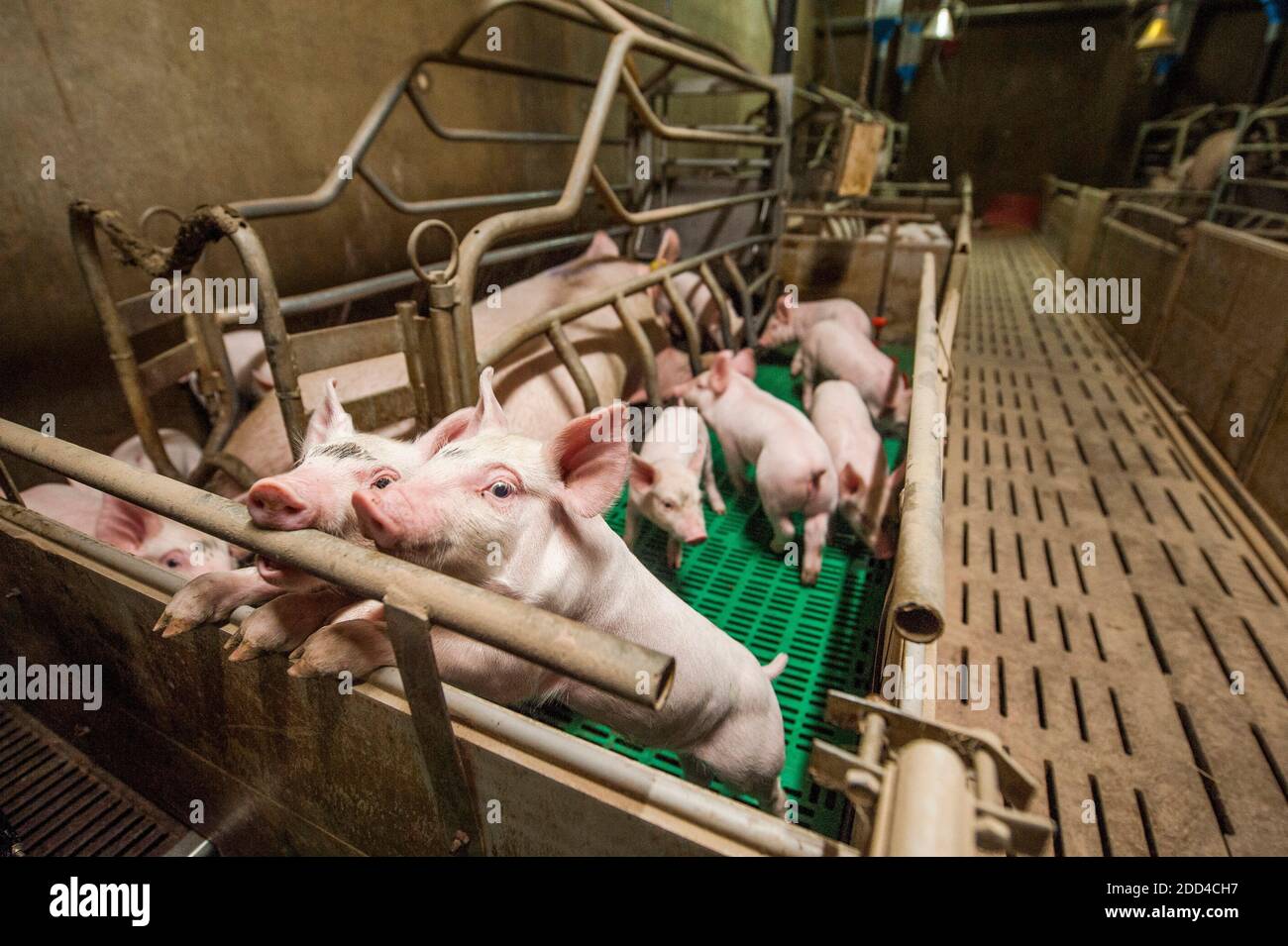 Breeding hog pens hi-res stock photography and images - Alamy