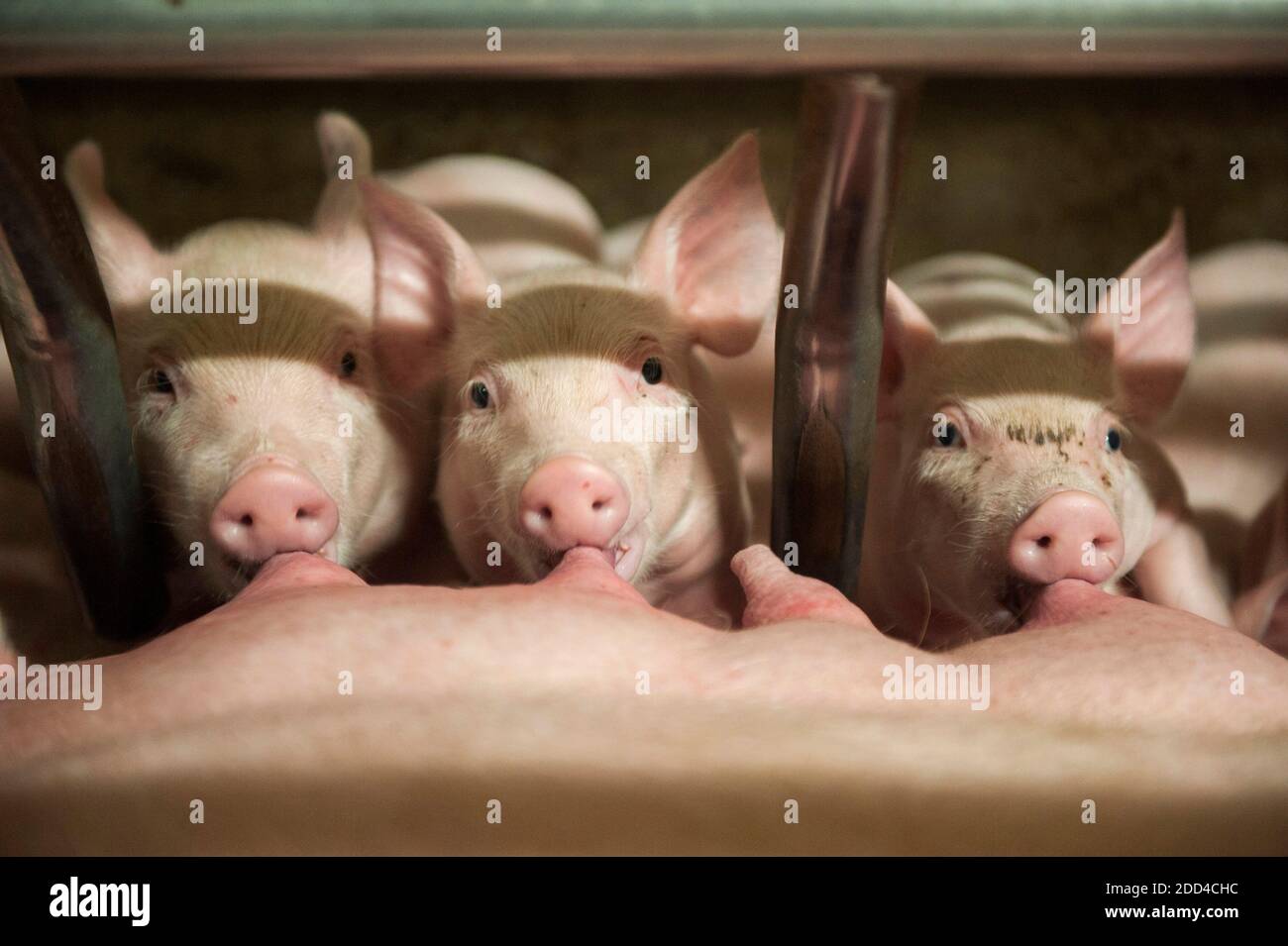 Plougonver (Brittany, north-western France): conventional pig ...