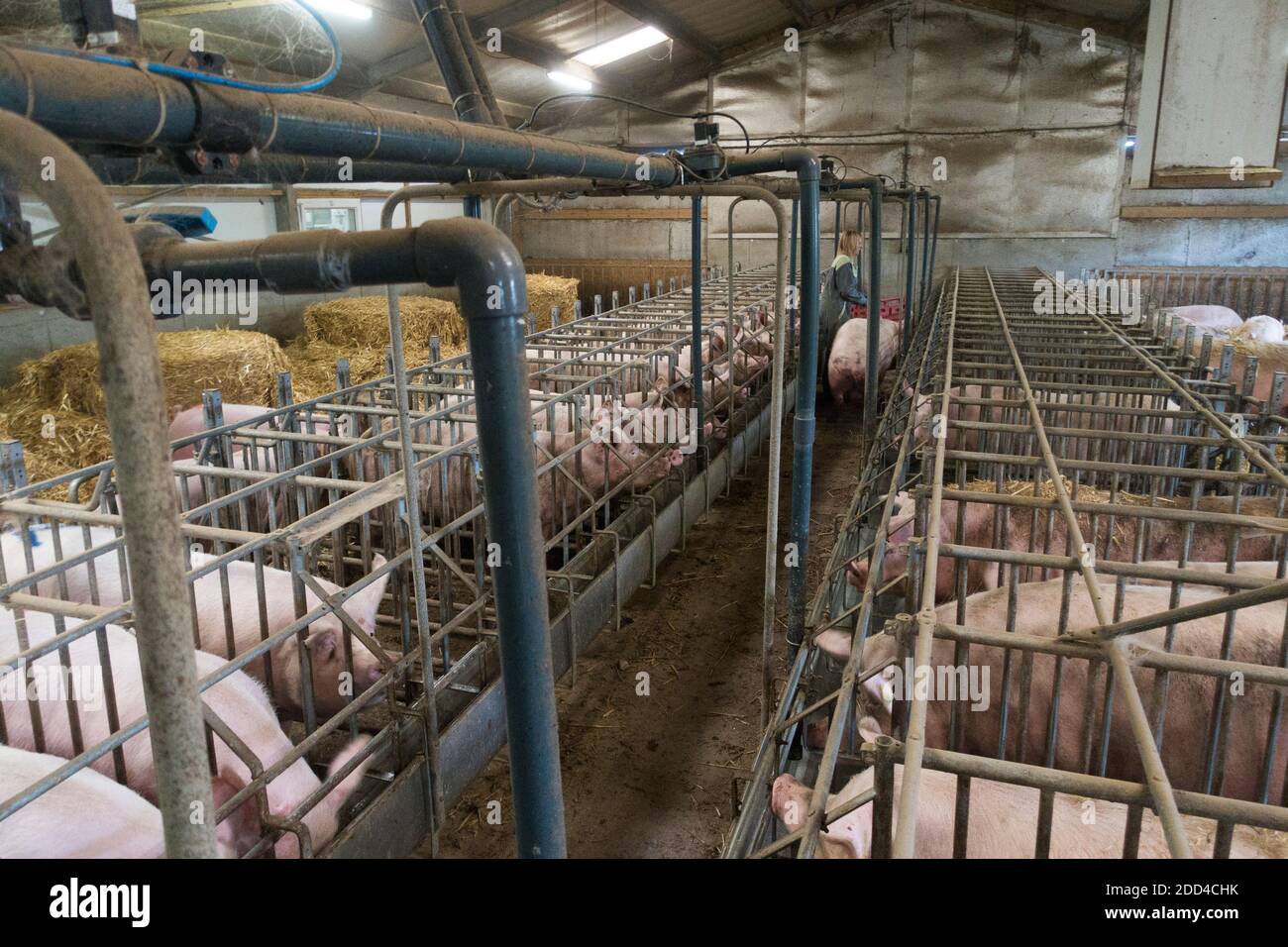 Plougonver (Brittany, north-western France): conventional pig ...