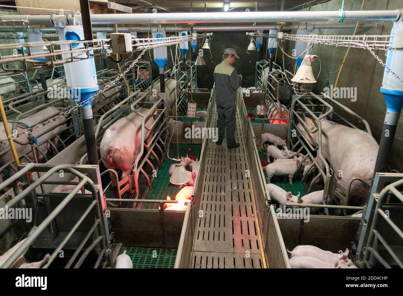 Pig pig farm in brittany hi-res stock photography and images - Alamy