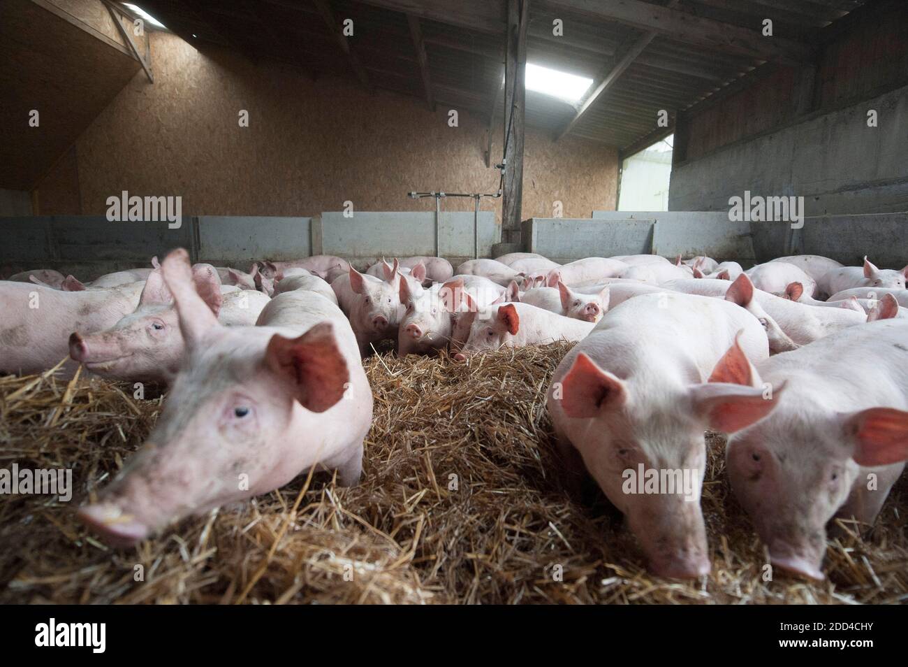 Marcille-Raoul (Brittany, north-western France): Red Label pigs raised ...