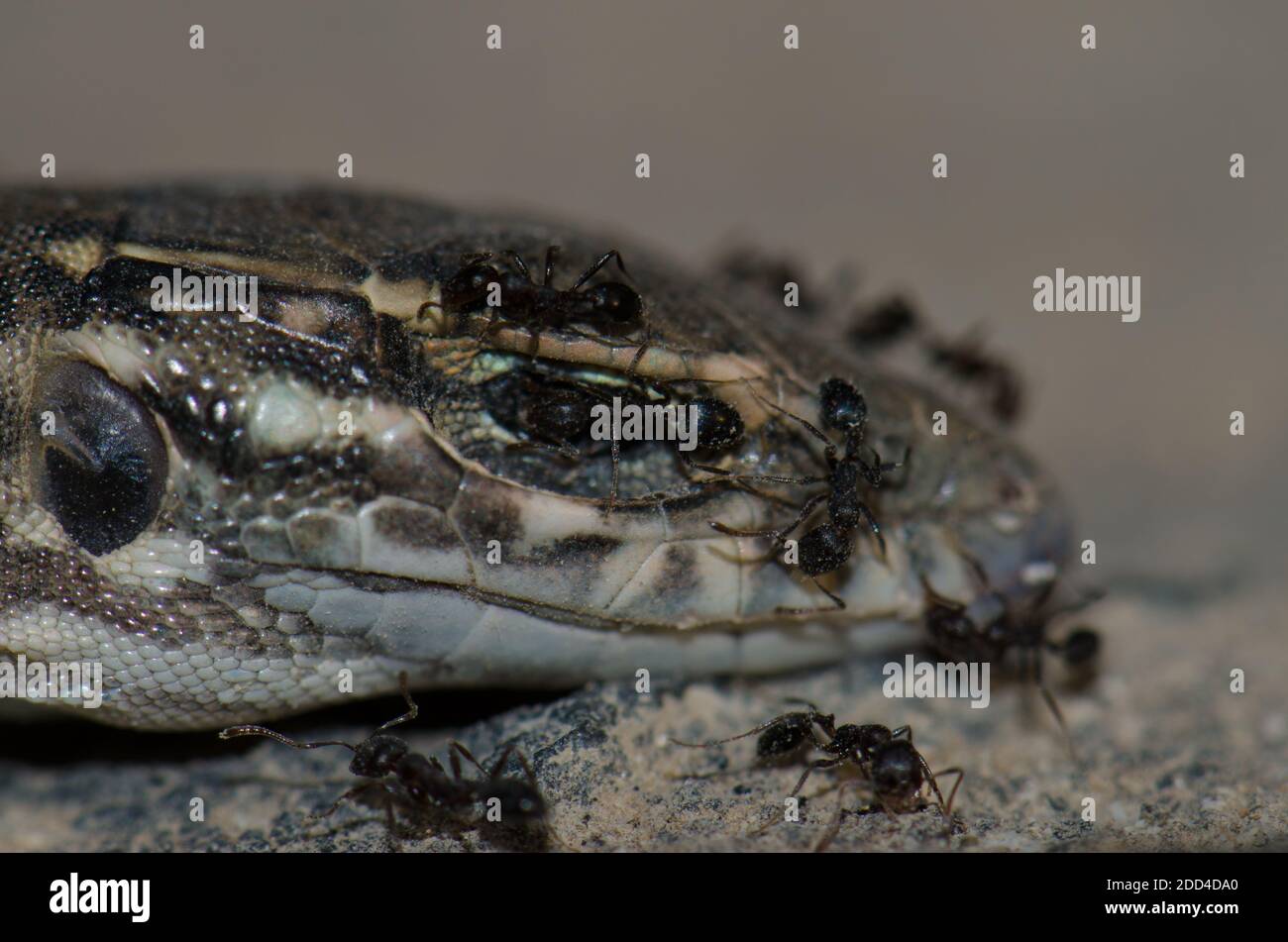 Lizards eating insects hi-res stock photography and images - Alamy