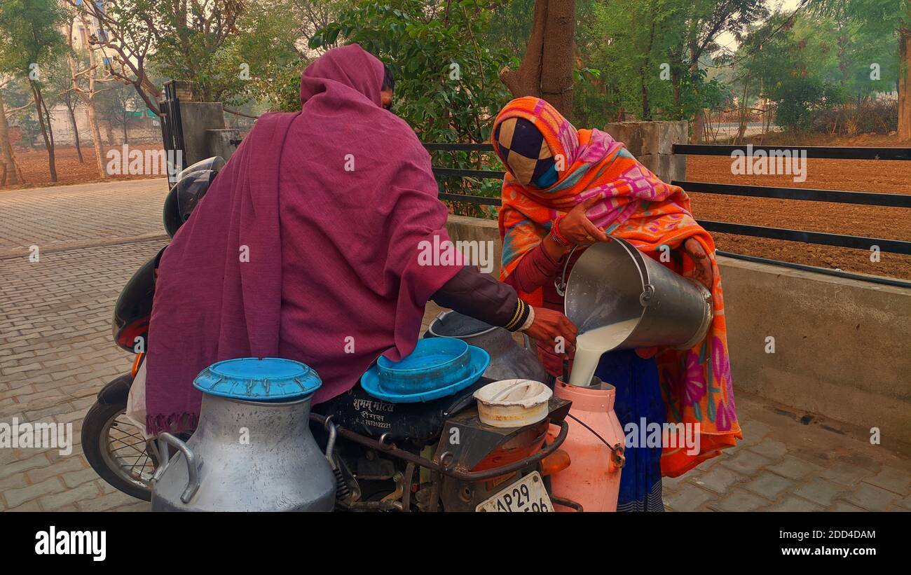November 2020- Mahroli, Jaipur, India / Milk man collecting milk ...