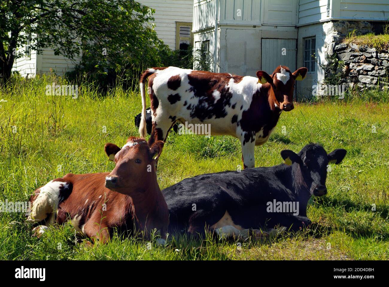Norway, cattle in meadow Stock Photo - Alamy