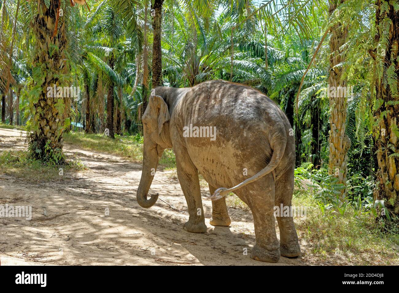 A day with elephants at Krabi Elephant House Sanctuary - Thailand ...