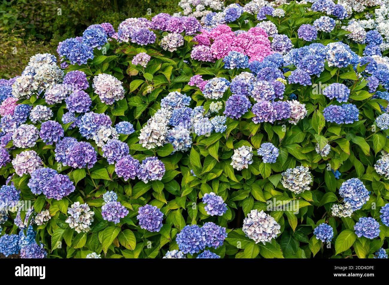 Hydrangea Macrophylla 'La Marne' a blue pink mophead spring summer flower shrub plant commonly ...