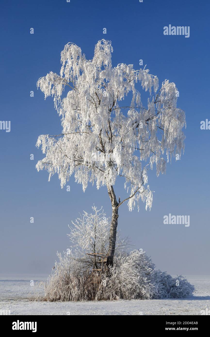 Single Birch Tree In Winter