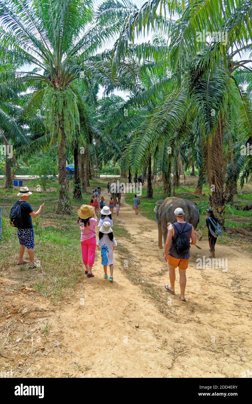 A day with elephants at Krabi Elephant House Sanctuary - Thailand ...