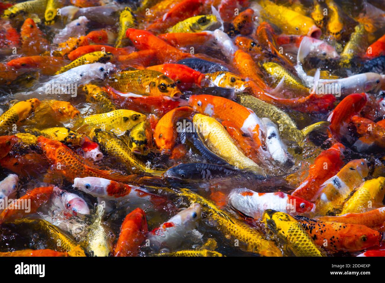 Hinoki land japan attraction in Chai Prakan District, Chiang Mai ...