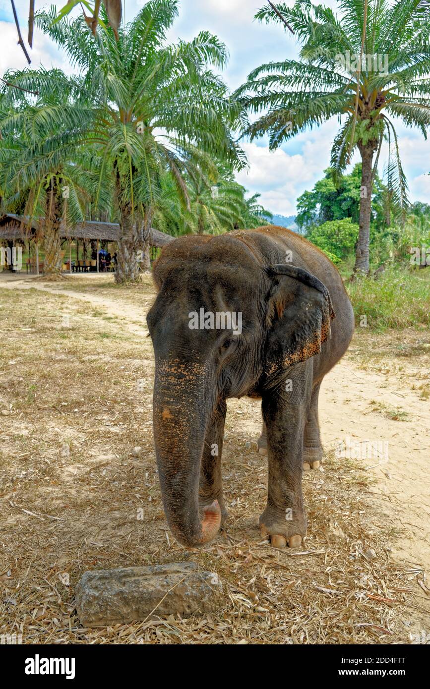 A day with elephants at Krabi Elephant House Sanctuary - Thailand ...