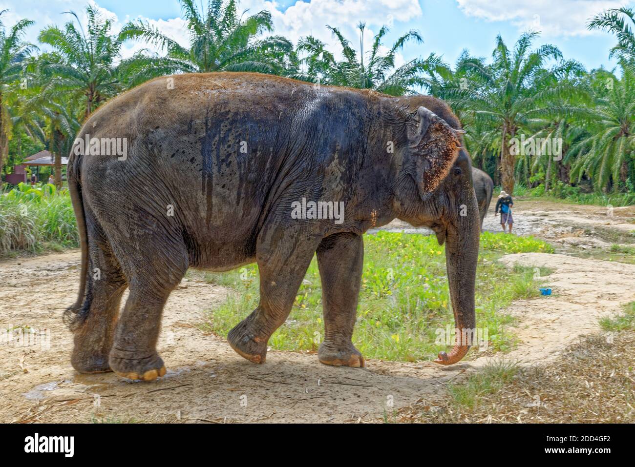 A day with elephants at Krabi Elephant House Sanctuary - Thailand ...