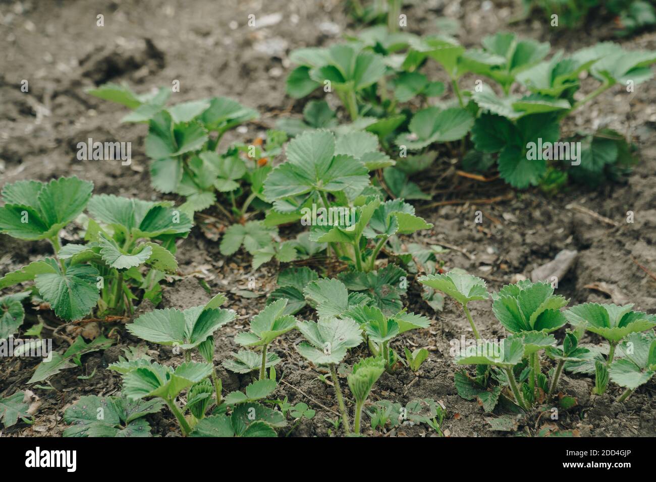 New grass from seed hi-res stock photography and images - Alamy